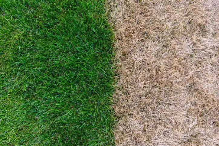 What’s Killing My Grass? 5 Common Reasons Your Lawn Looks Dead | Grover ...